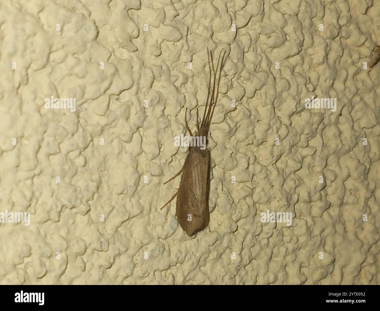 Medium Sedge (Goera pilosa Stock Photo - Alamy