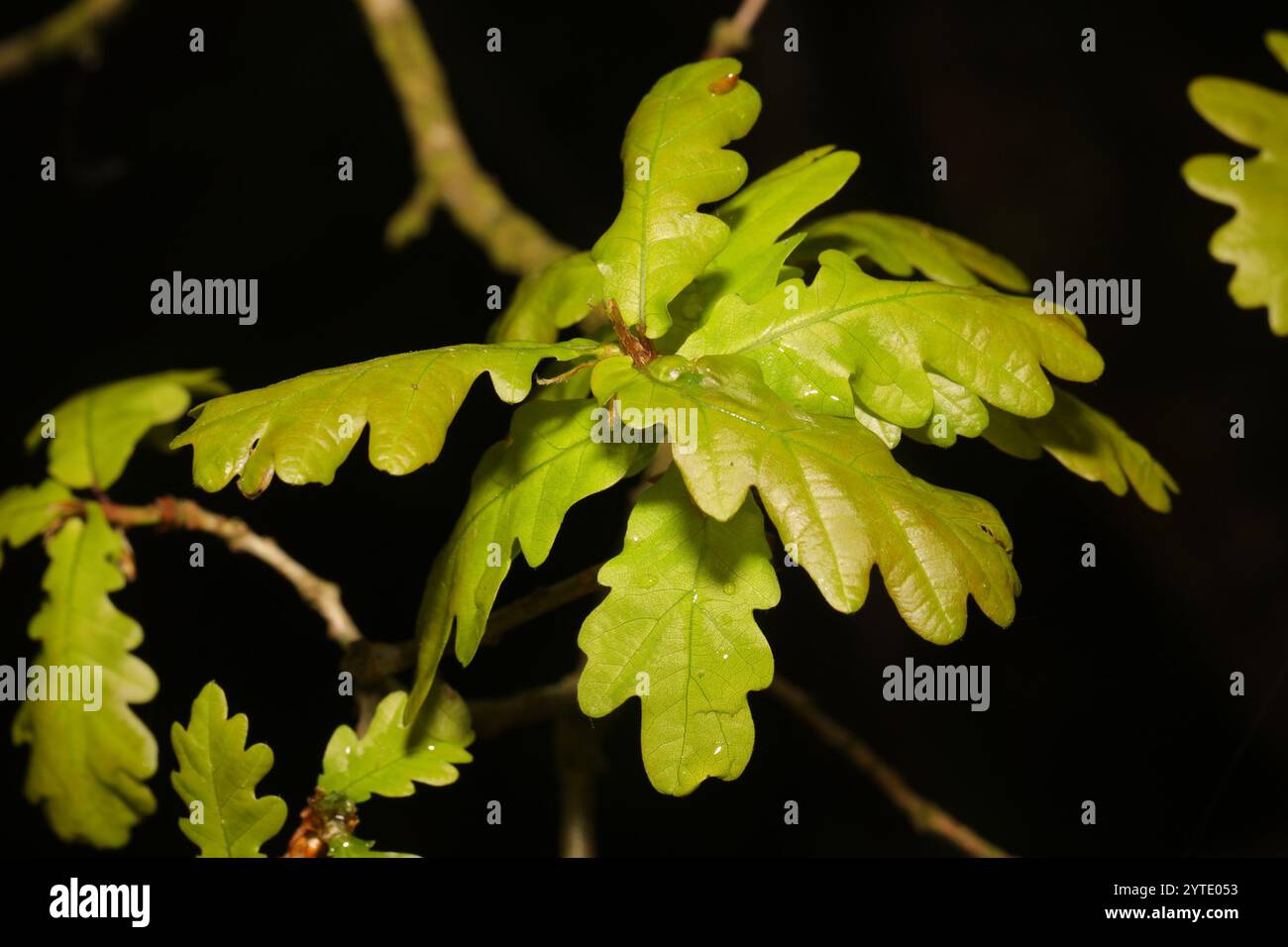 English oak (Quercus robur Stock Photo - Alamy