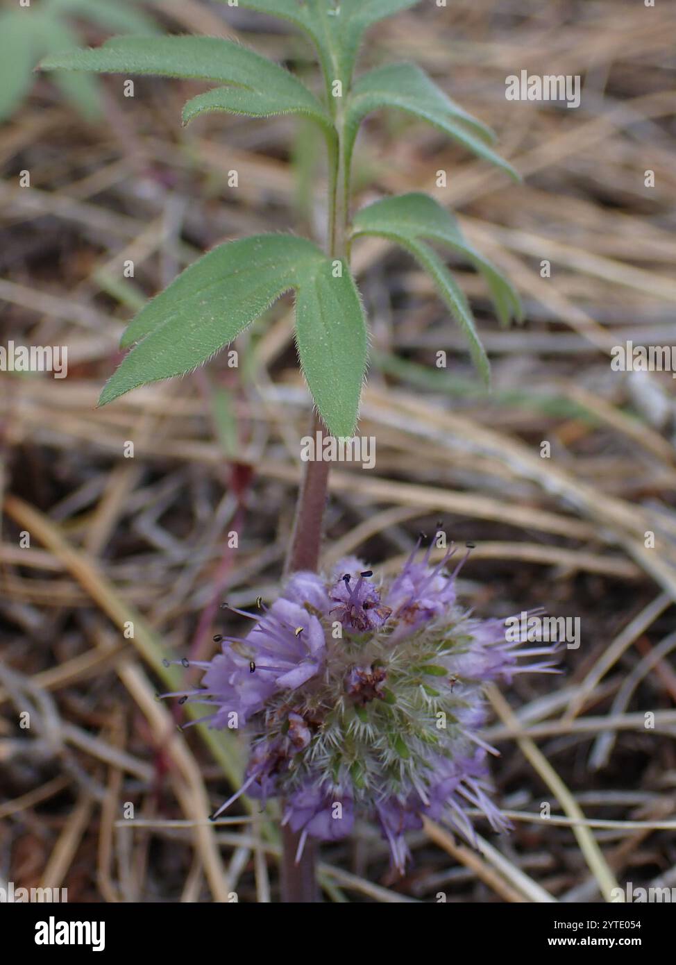ballhead waterleaf (Hydrophyllum capitatum Stock Photo - Alamy
