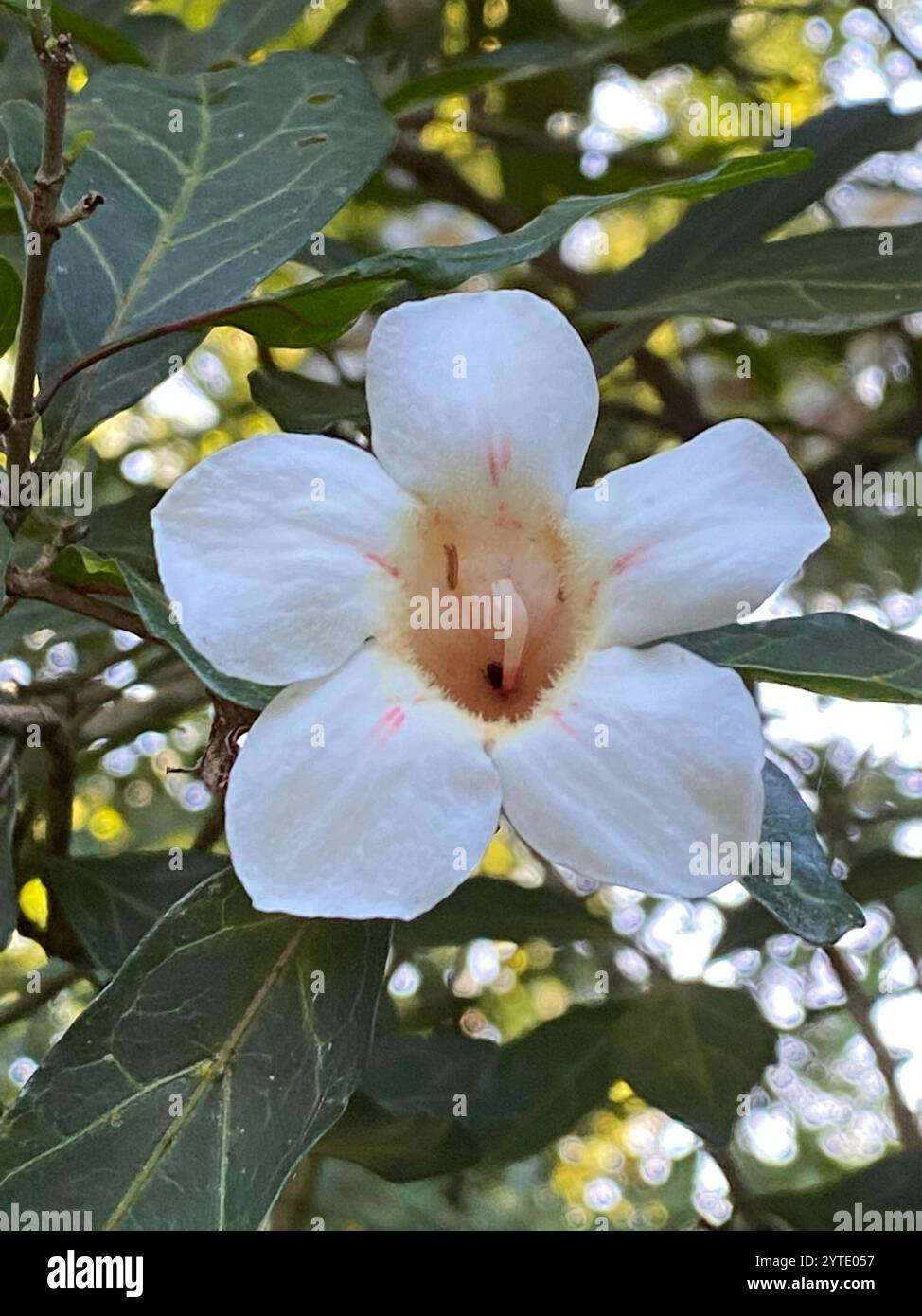 Bell-Gardenia (Rothmannia globosa Stock Photo - Alamy
