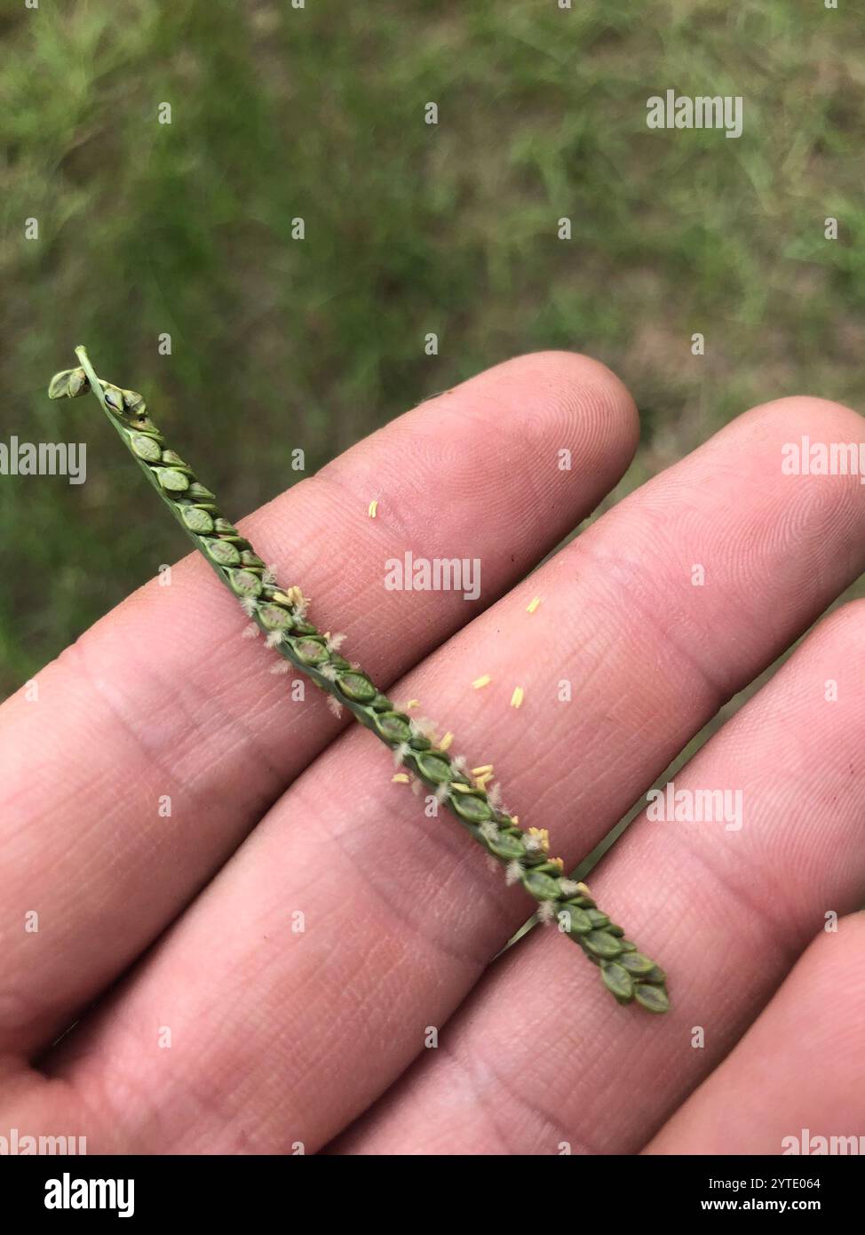 Brownseed Paspalum (Paspalum plicatulum Stock Photo - Alamy