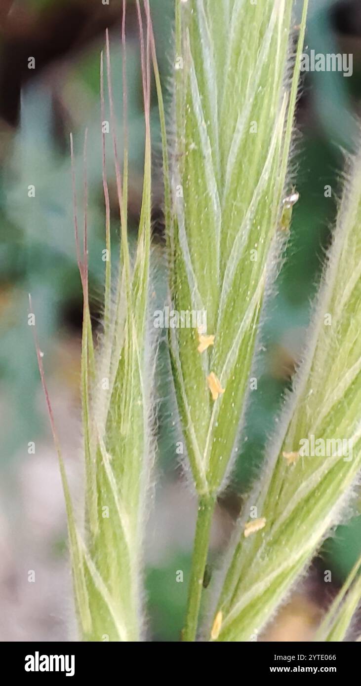 purple false-brome (Brachypodium distachyon Stock Photo - Alamy