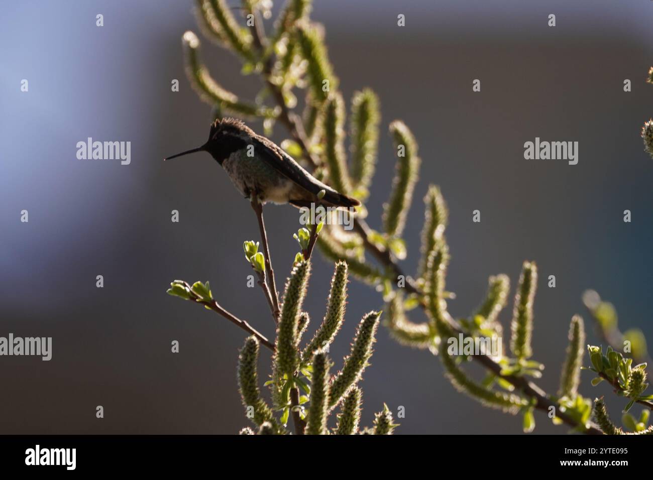 Anna's Hummingbird (Calypte anna Stock Photo - Alamy