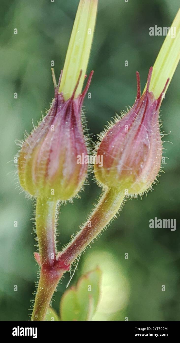 Little-Robin (Geranium purpureum Stock Photo - Alamy