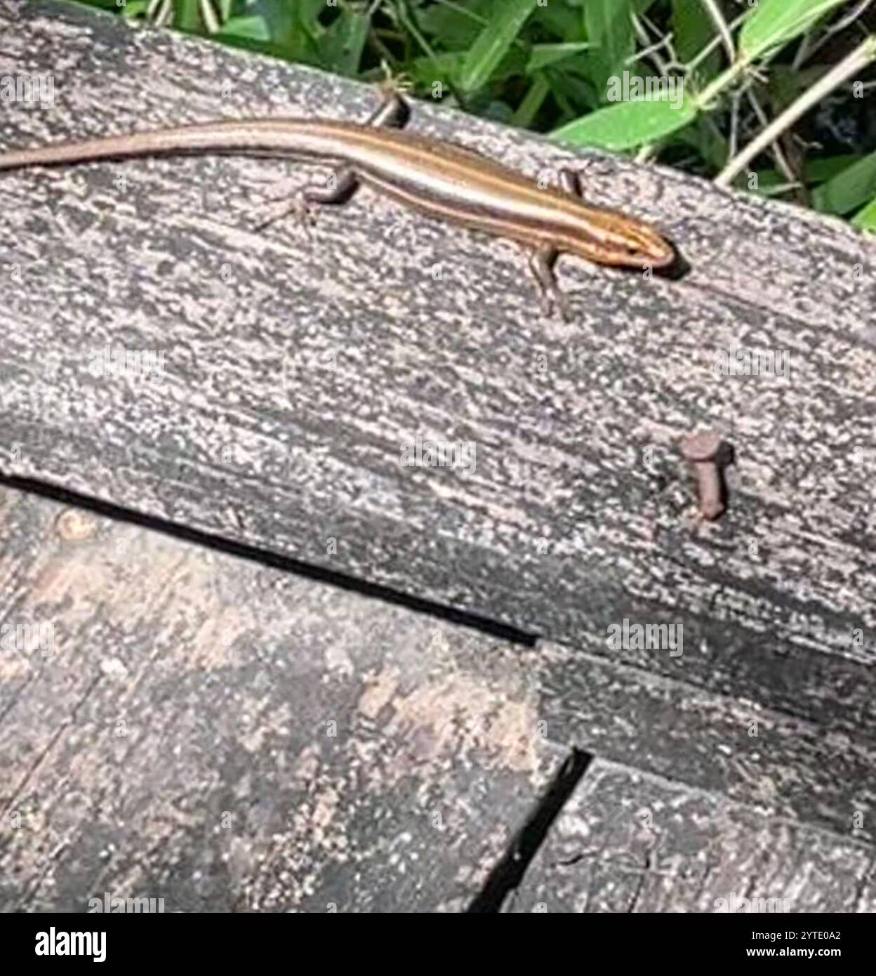 Toothy Skinks (Plestiodon Stock Photo - Alamy