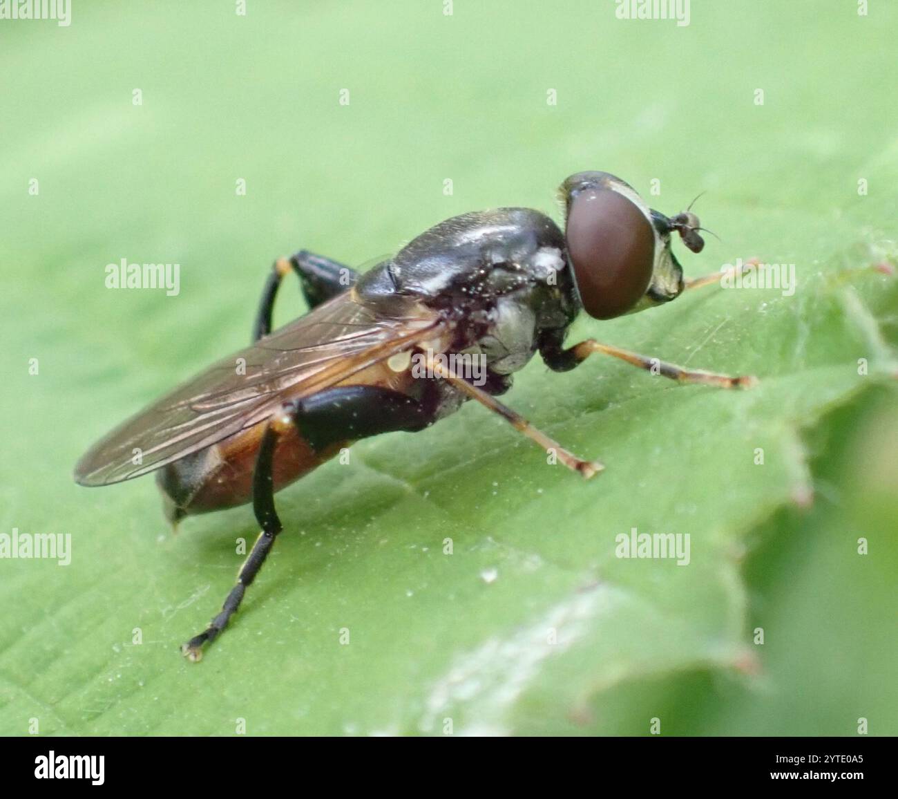 Tooth thighed hoverfly hi-res stock photography and images - Alamy
