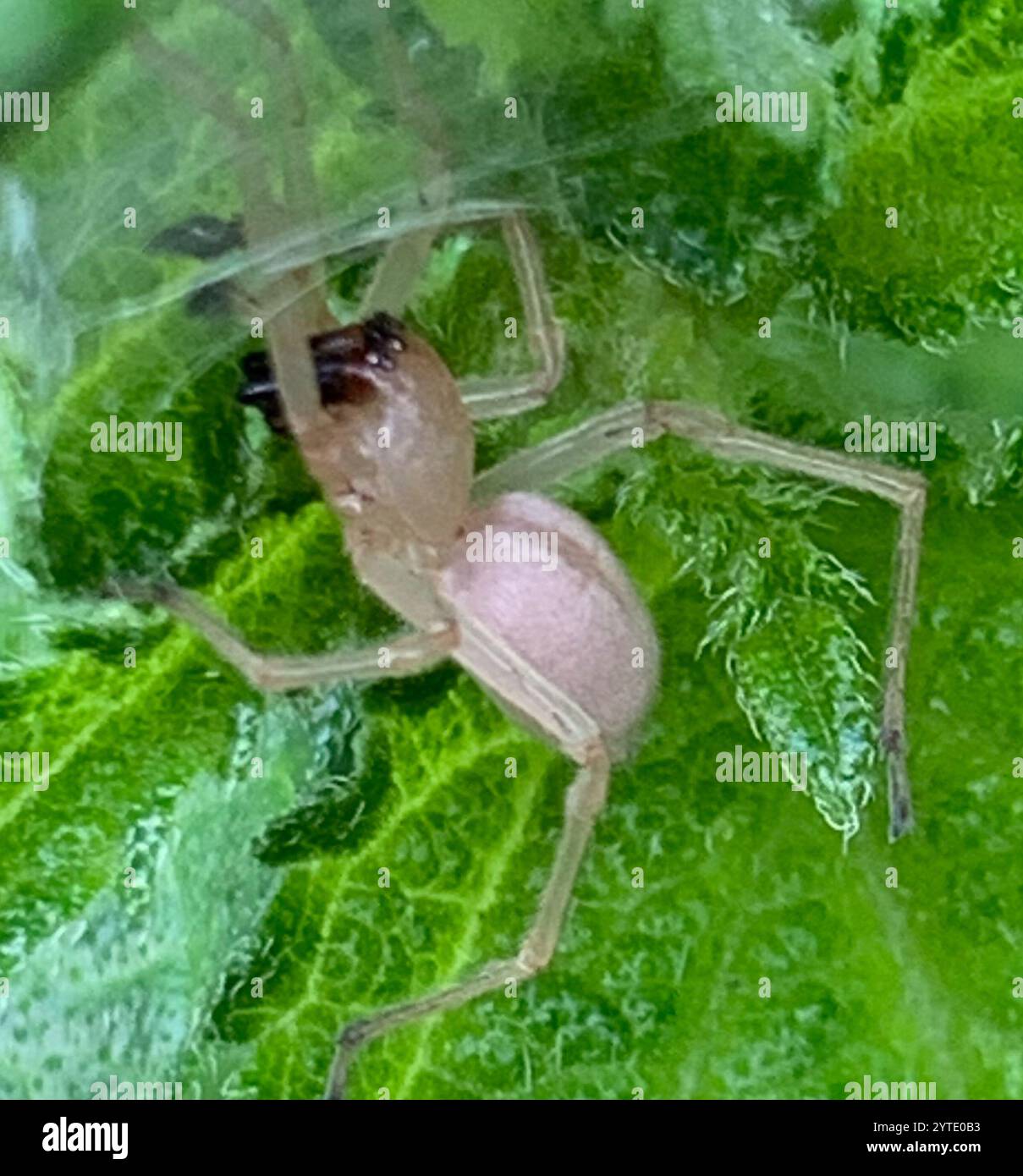 Long-legged Sac Spiders (Cheiracanthiidae Stock Photo - Alamy
