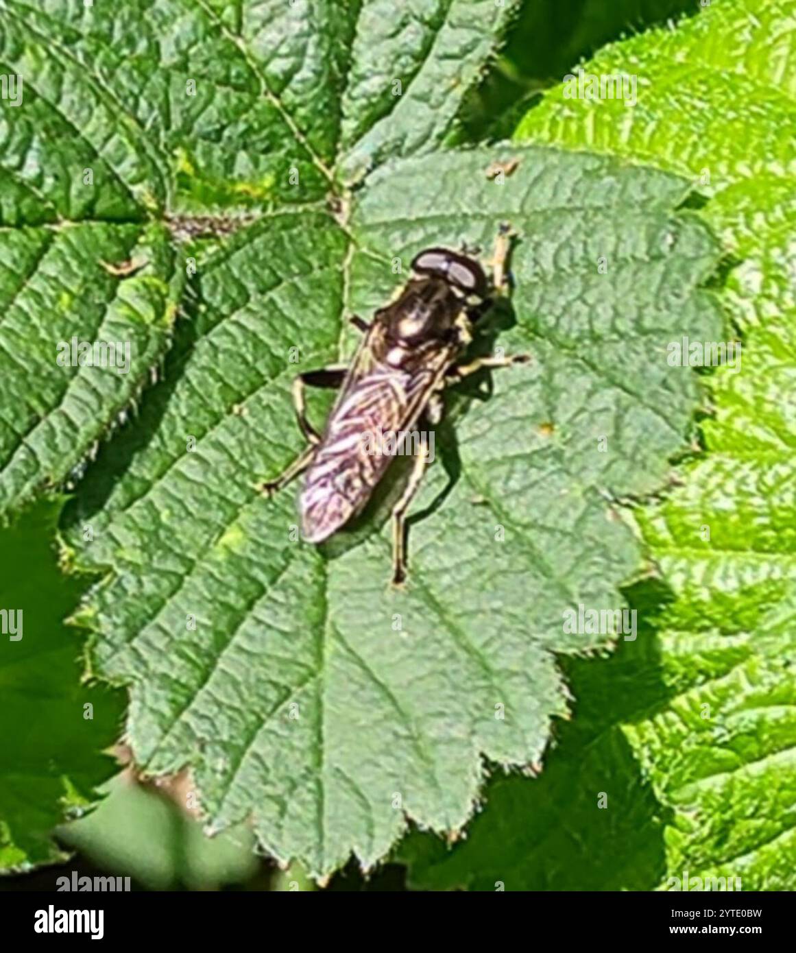 Leafwalkers and Forest Flies (Xylota Stock Photo - Alamy