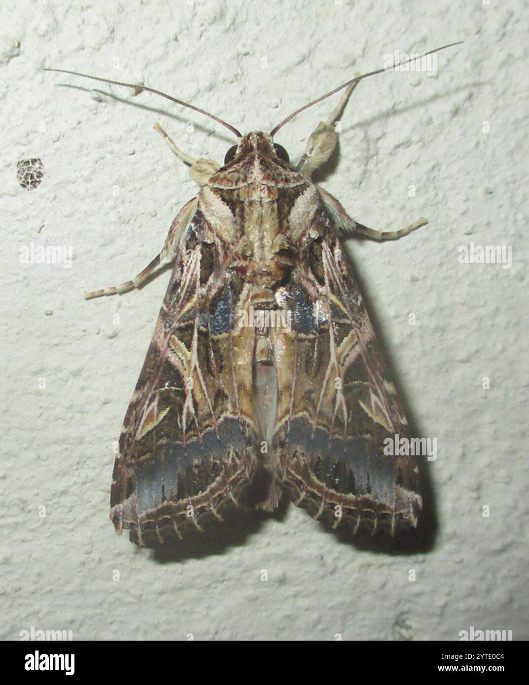 Mediterranean Brocade (Spodoptera littoralis Stock Photo - Alamy