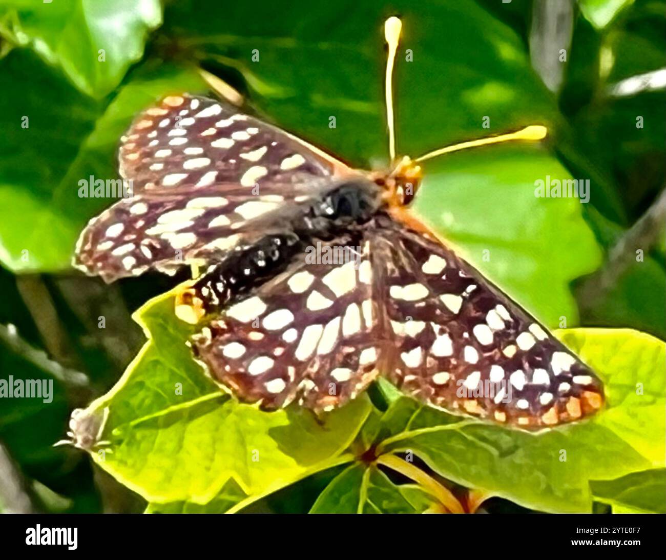 Variable Checkerspot (Euphydryas chalcedona Stock Photo - Alamy