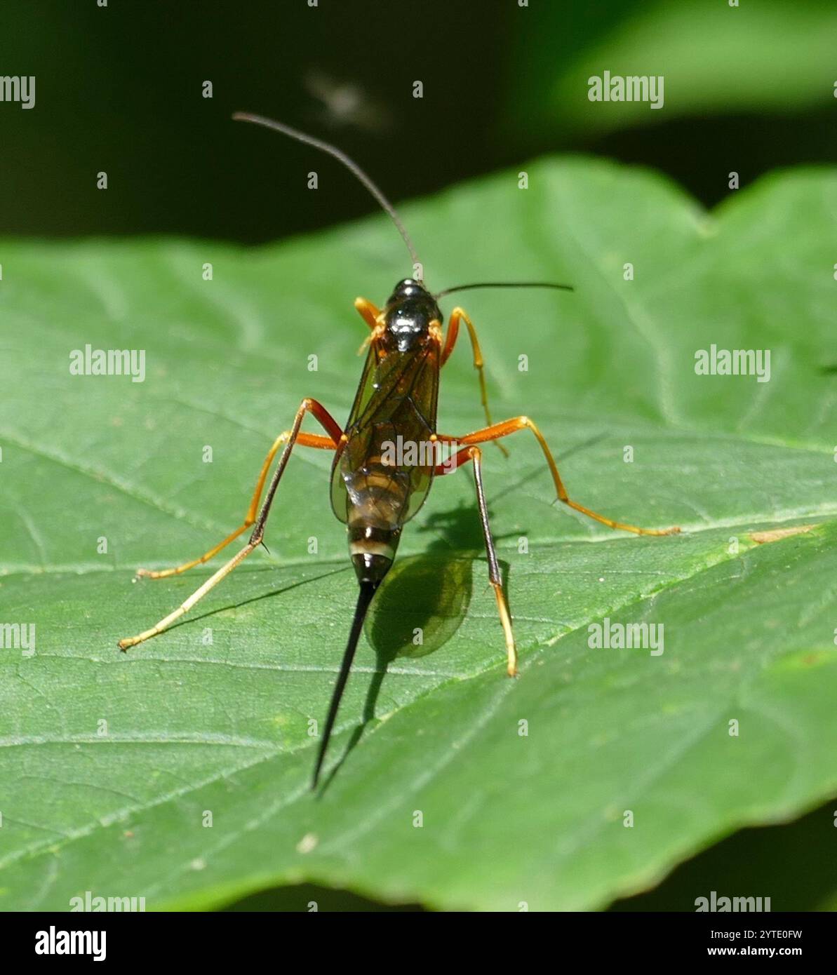 Coleocentrus hi-res stock photography and images - Alamy