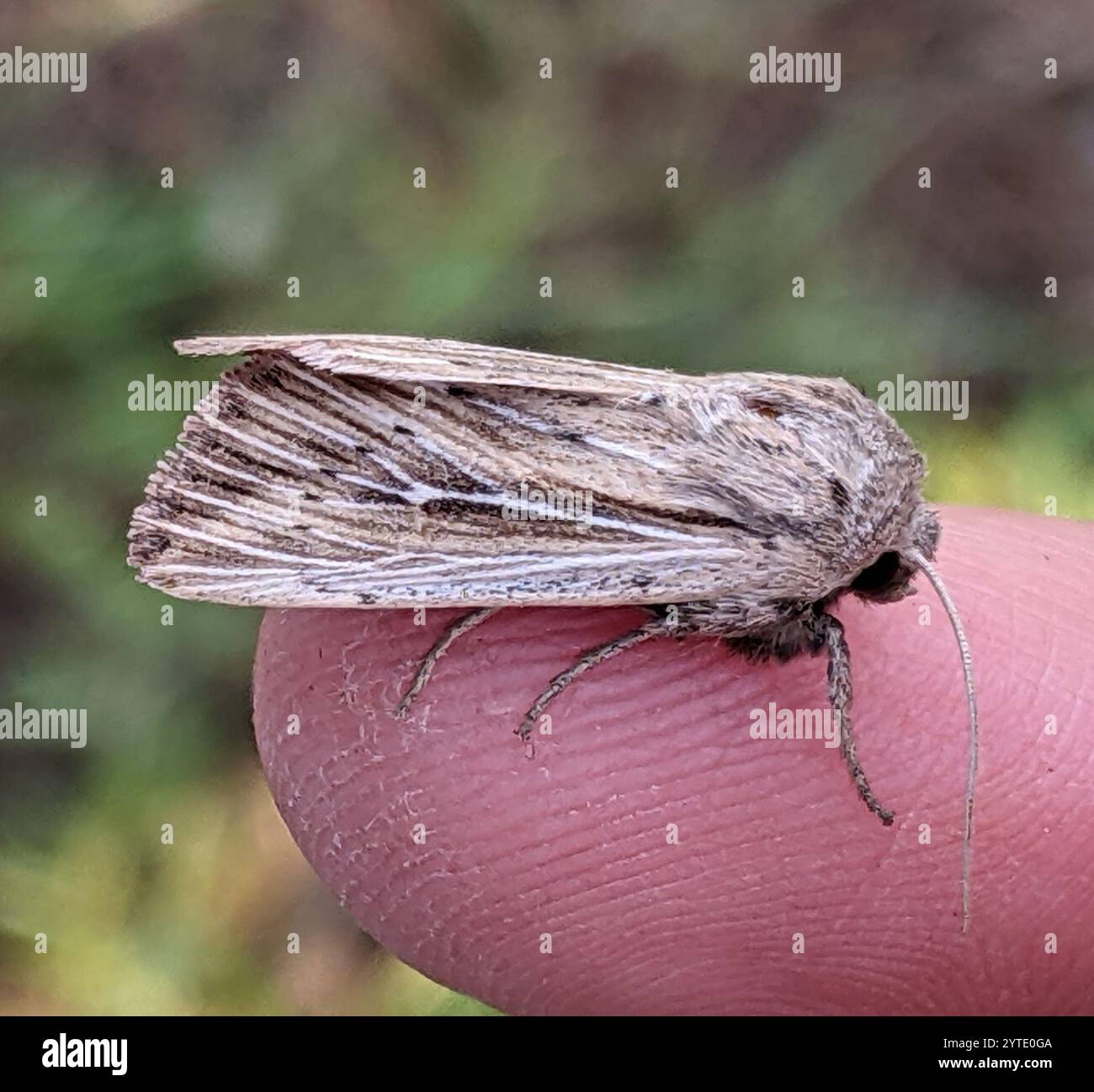 Heterodox Wainscot Moth (Leucania insueta Stock Photo - Alamy