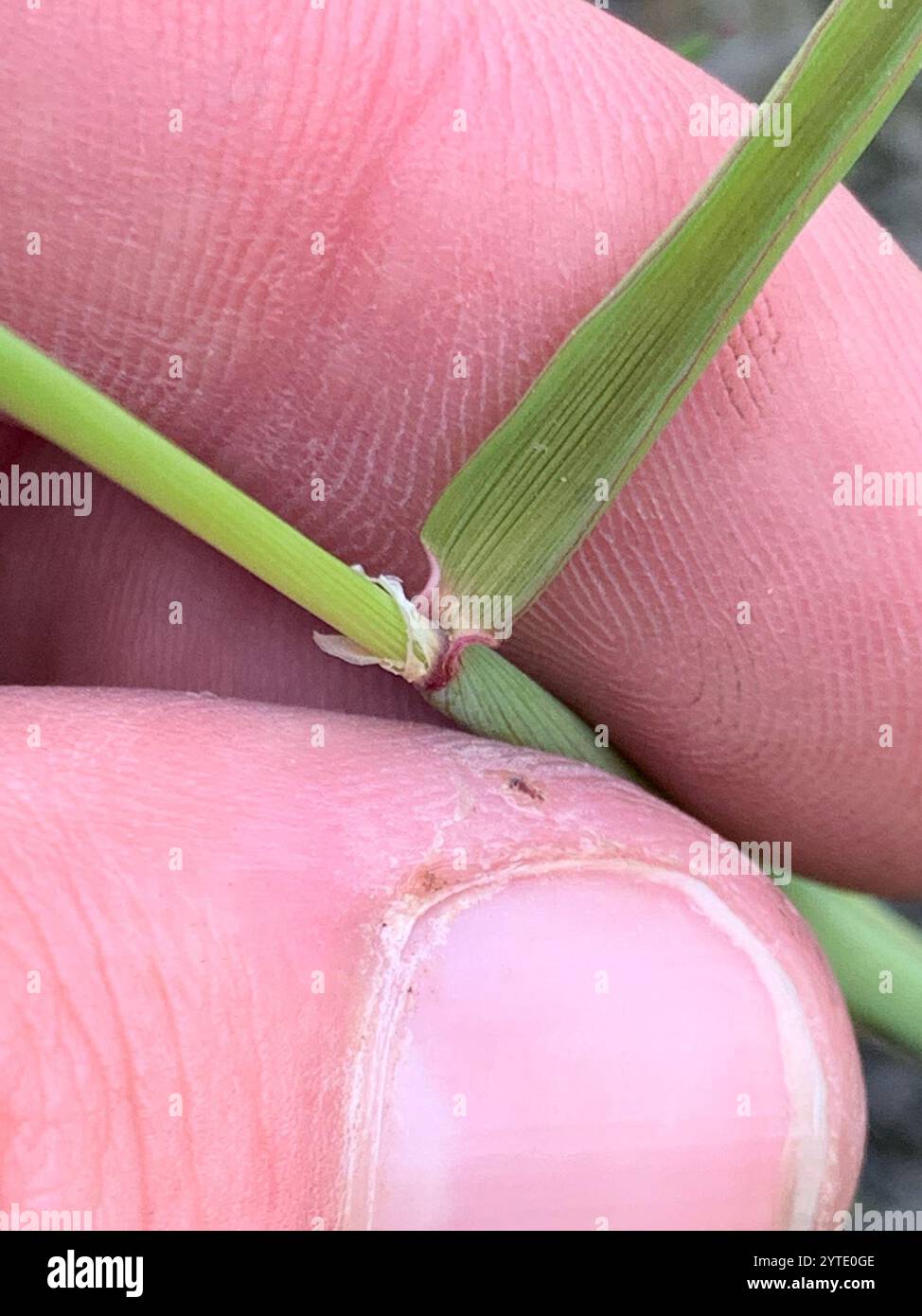 Foxtail grasses (Alopecurus Stock Photo - Alamy
