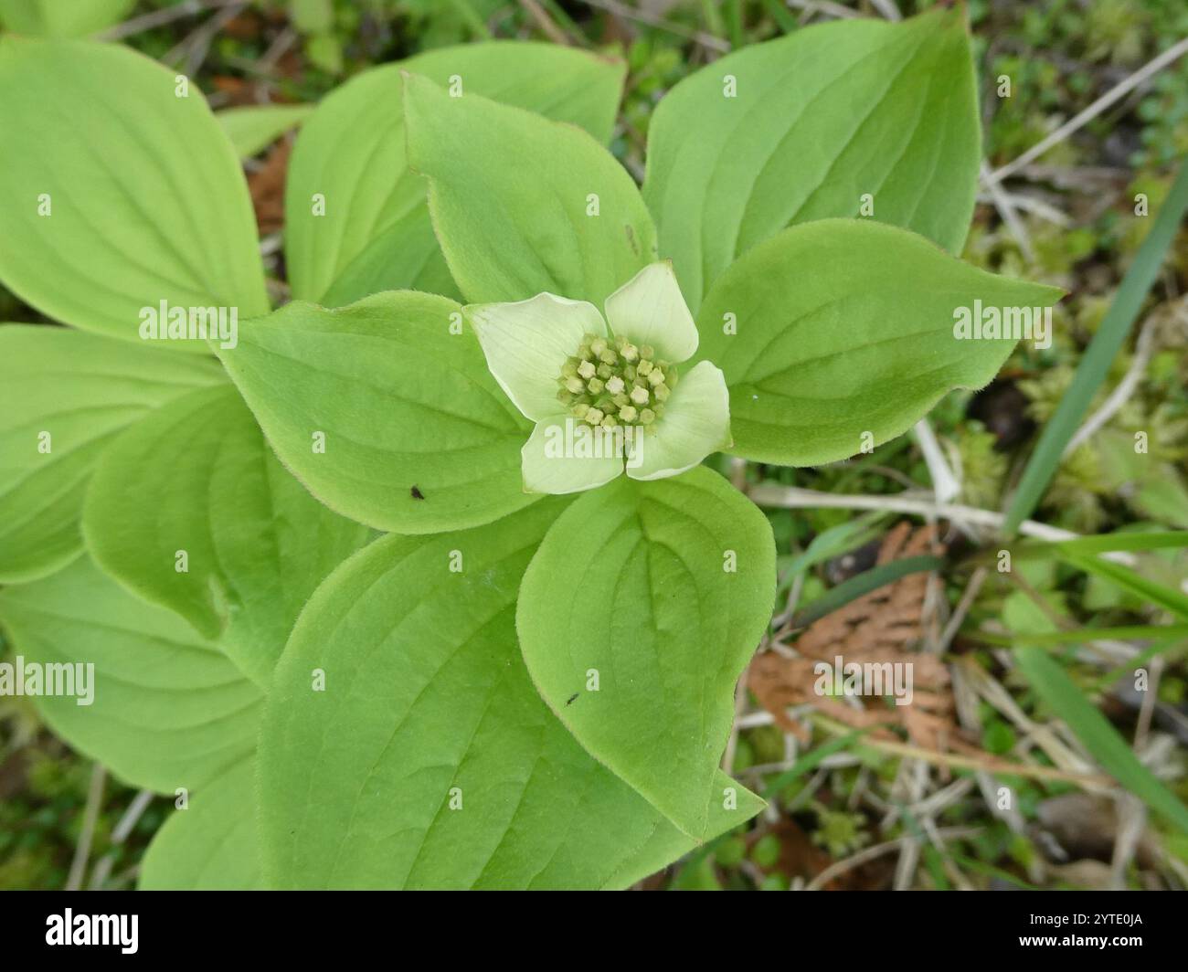 Canadian bunchberry (Cornus canadensis Stock Photo - Alamy