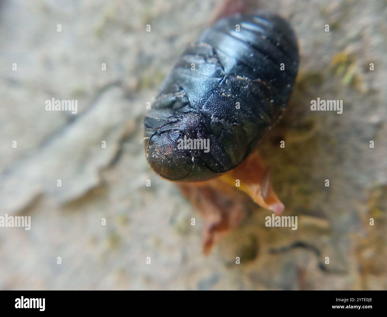 Byrrhus beetle hi-res stock photography and images - Alamy