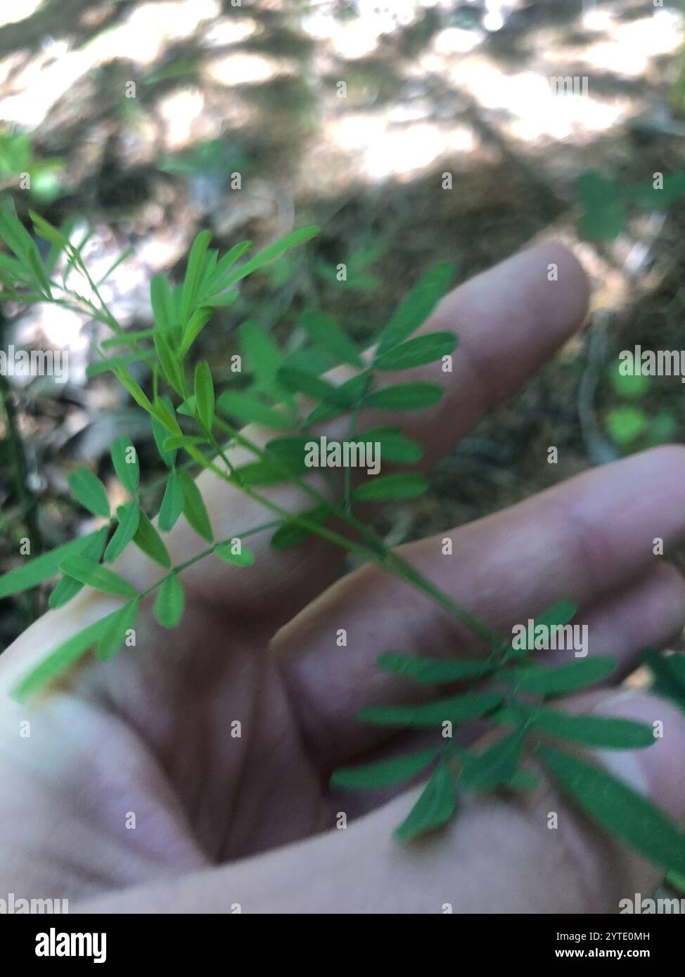 Dalea white hi-res stock photography and images - Alamy