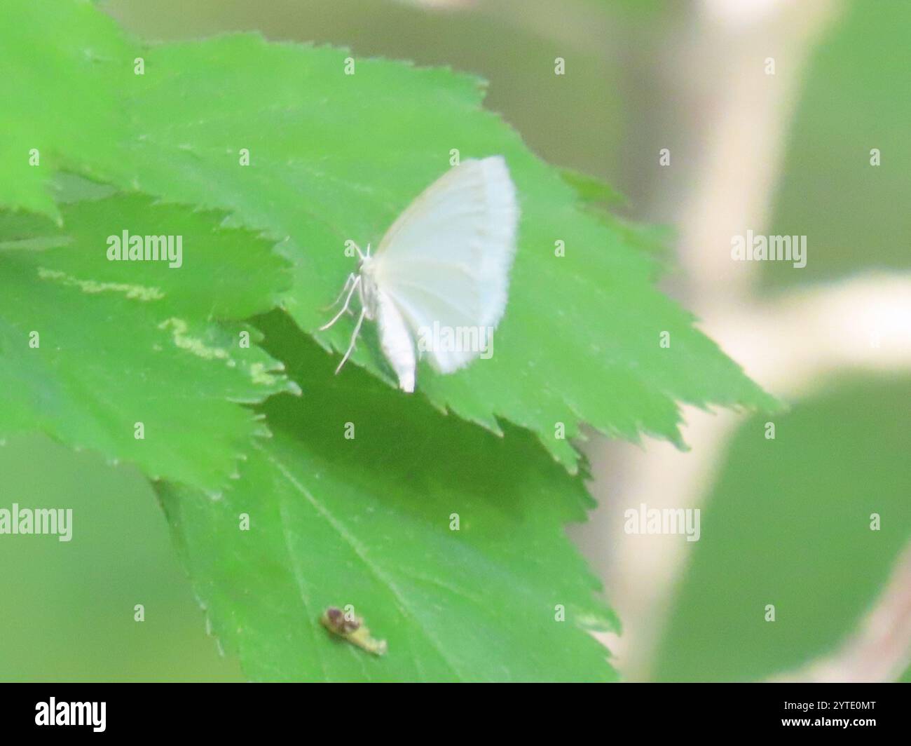 White Spring Moth (Lomographa vestaliata Stock Photo - Alamy