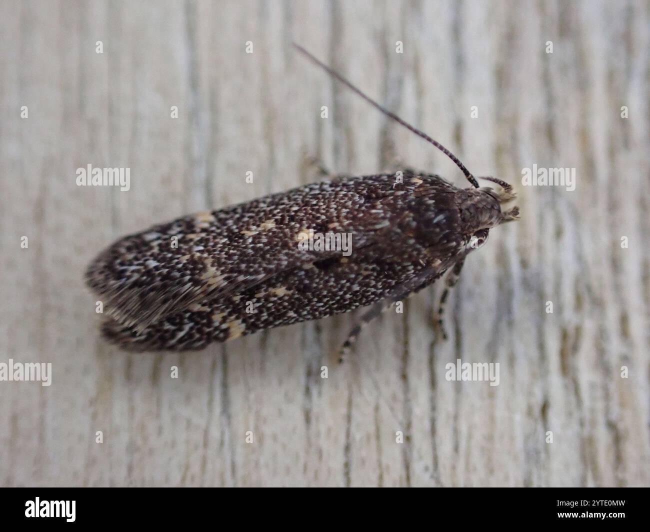 Dark Groundling (Bryotropha affinis Stock Photo - Alamy