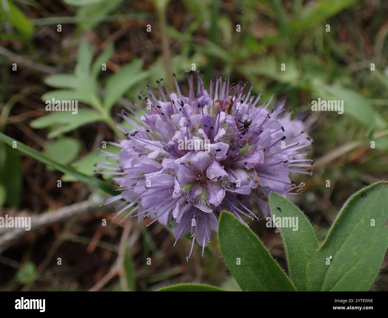 ballhead waterleaf (Hydrophyllum capitatum Stock Photo - Alamy