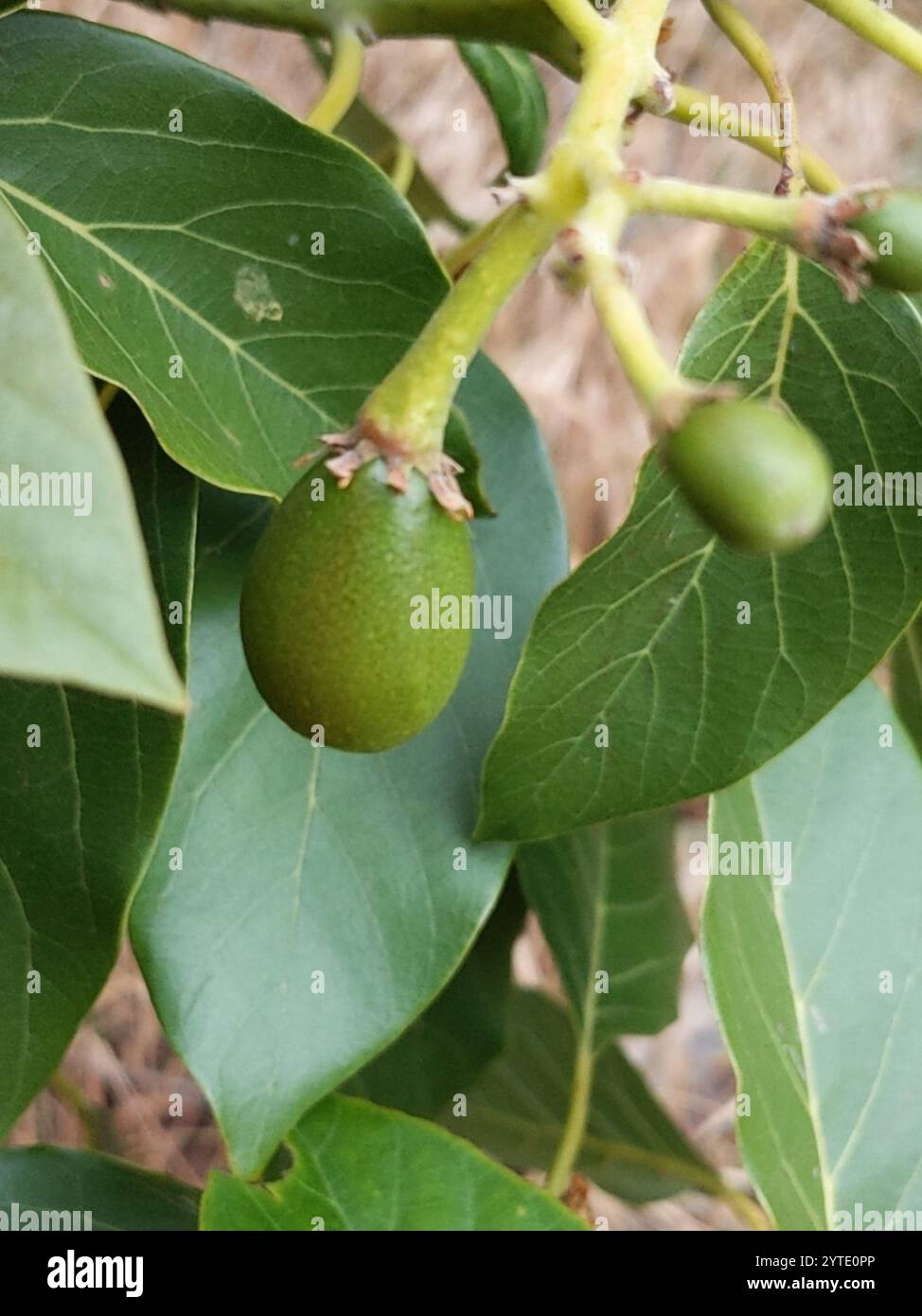 Avocado (Persea americana Stock Photo - Alamy