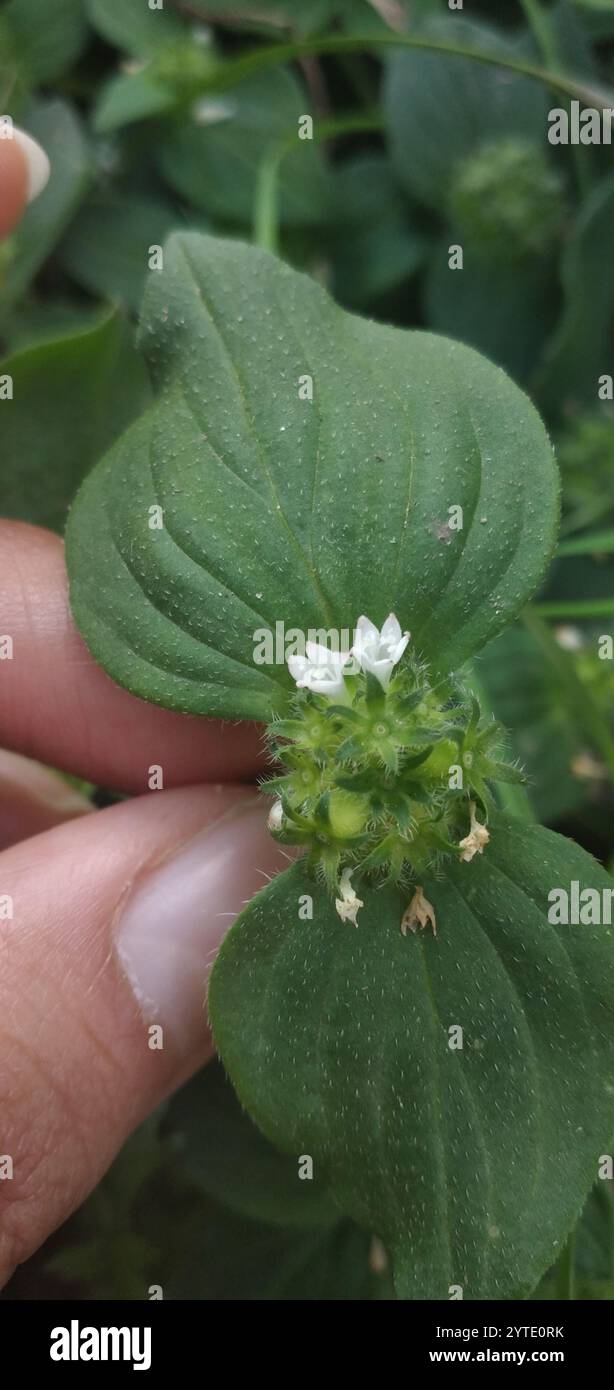 Tropical Mexican Clover (Richardia brasiliensis Stock Photo - Alamy