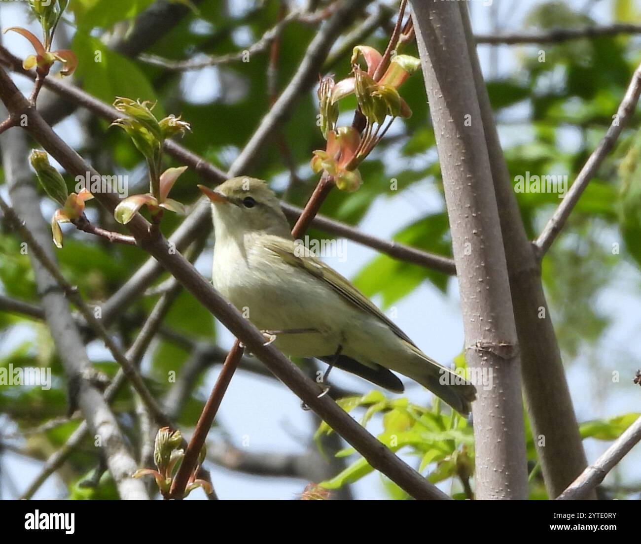 Greenish Warbler (Phylloscopus trochiloides Stock Photo - Alamy