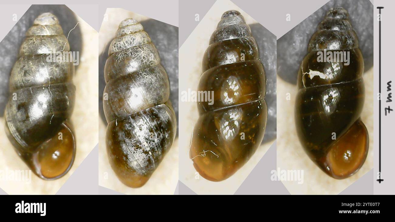 Robust Pillar (Cochlicopa nitens Stock Photo - Alamy