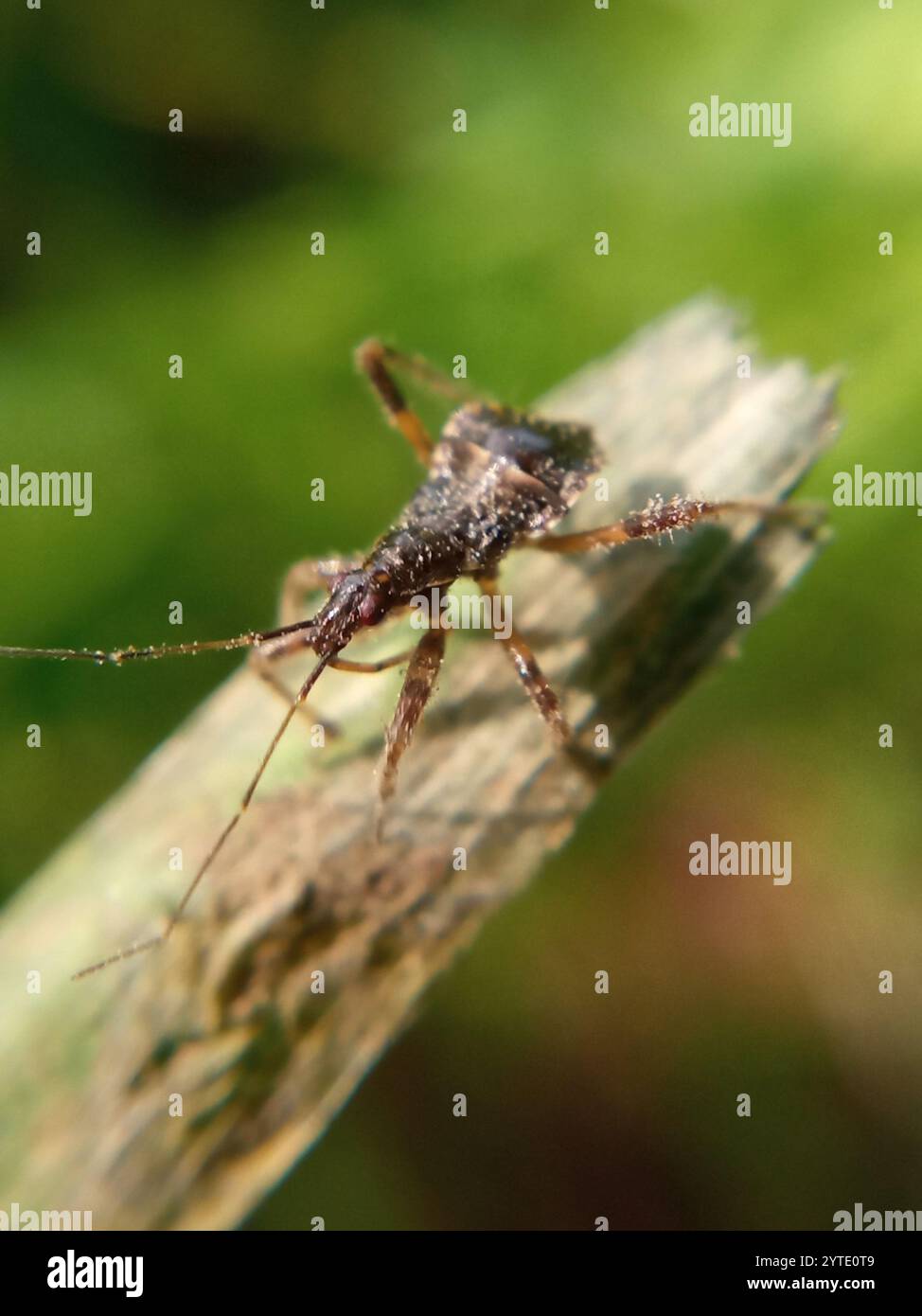 Tree Damsel Bug (Himacerus apterus Stock Photo - Alamy