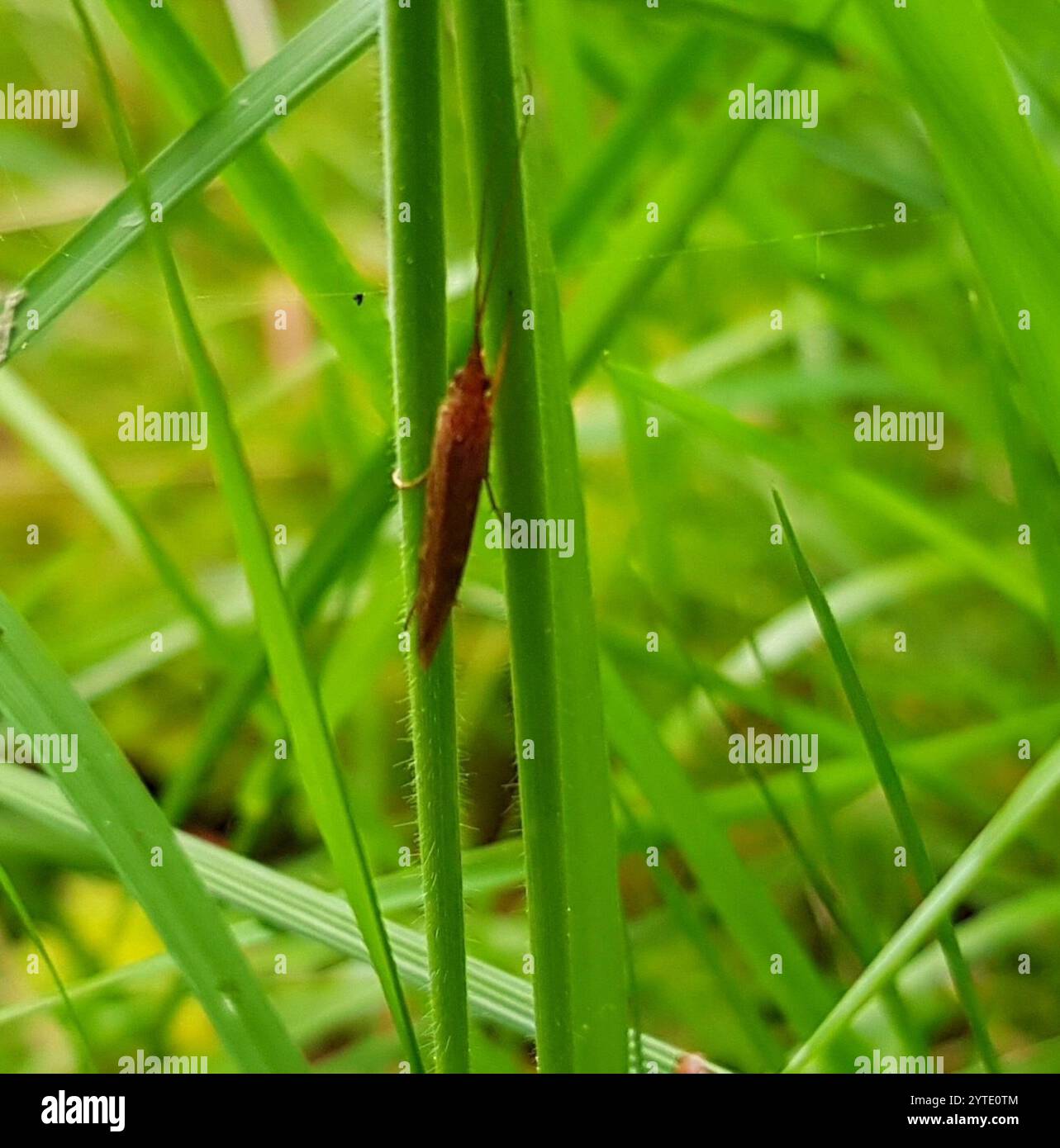 Winged and Once-winged Insects (Pterygota Stock Photo - Alamy