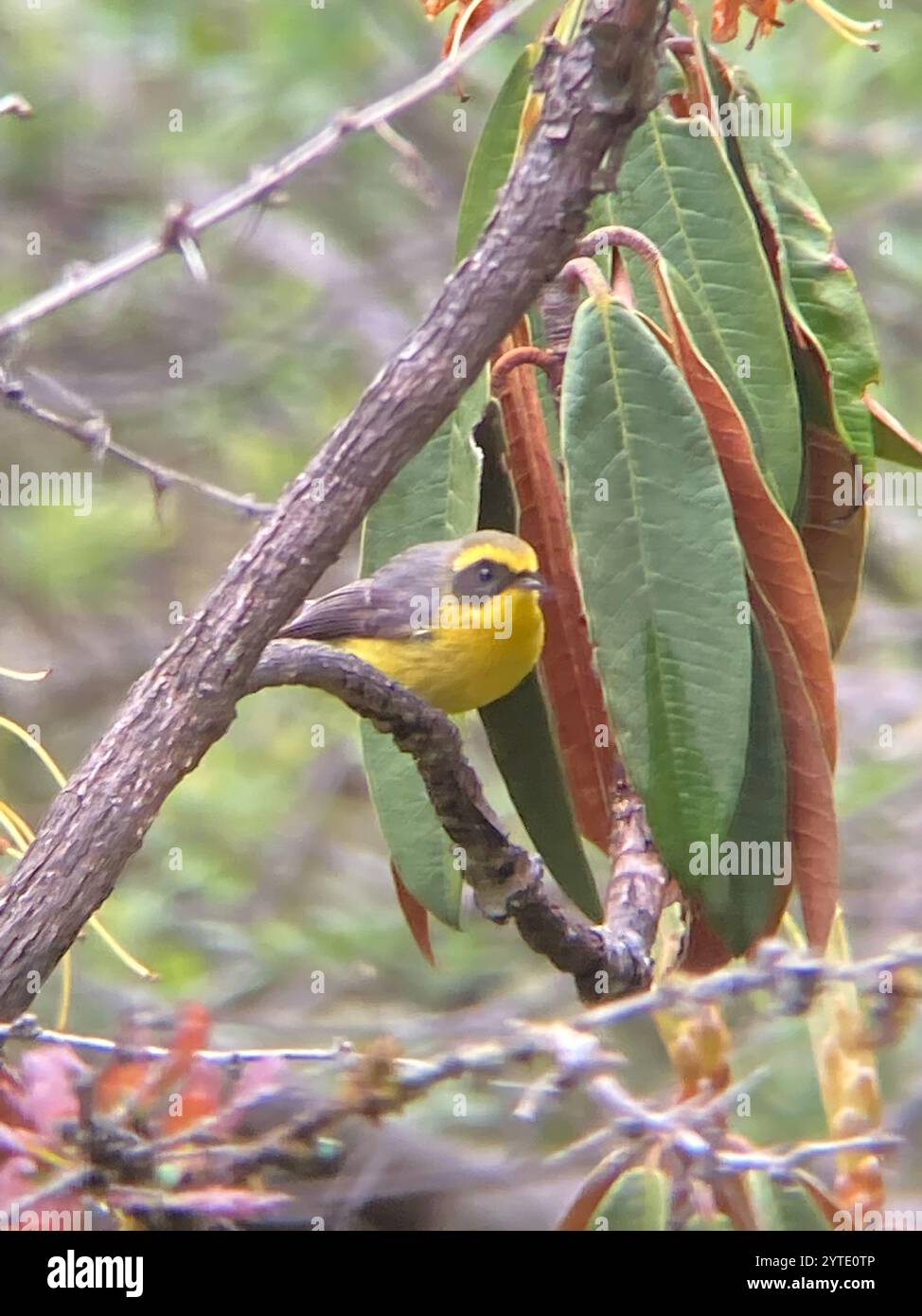 Yellow bellied fantail hi-res stock photography and images - Alamy