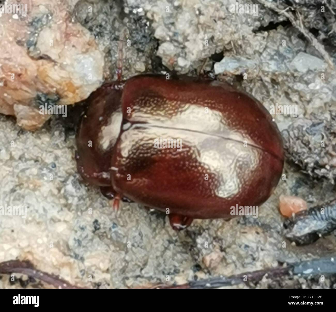brown leaf beetle (Chrysolina staphylaea Stock Photo - Alamy