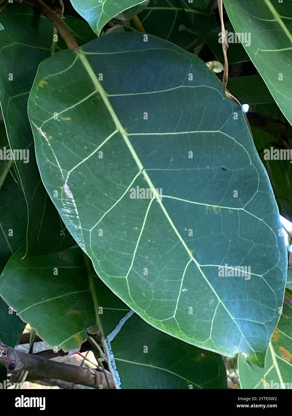 Giantleaf Fig (Ficus lutea Stock Photo - Alamy