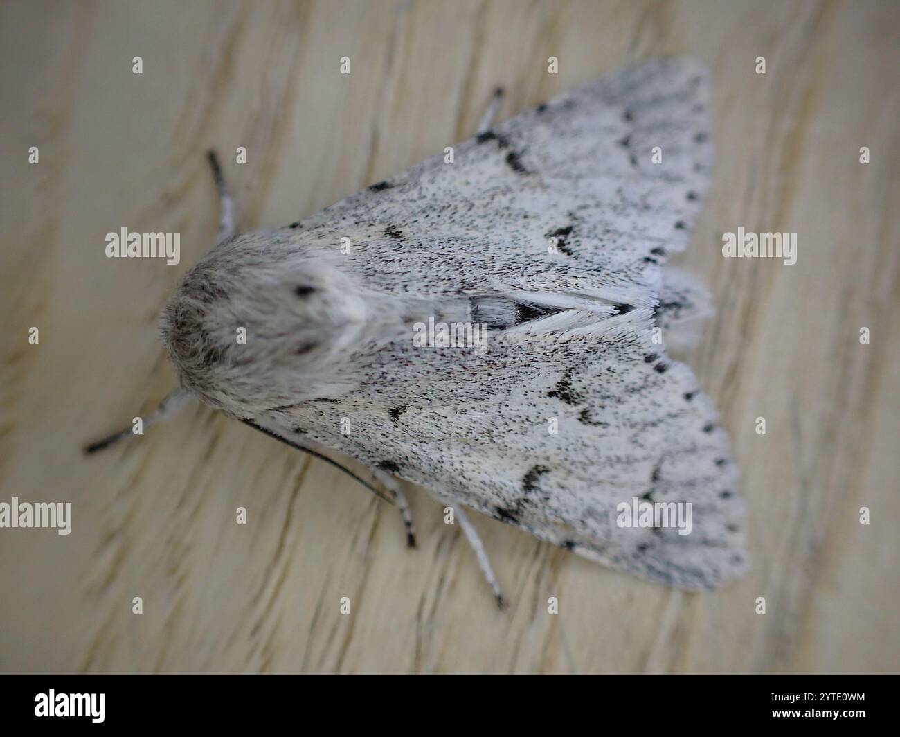 The Miller (Acronicta leporina Stock Photo - Alamy