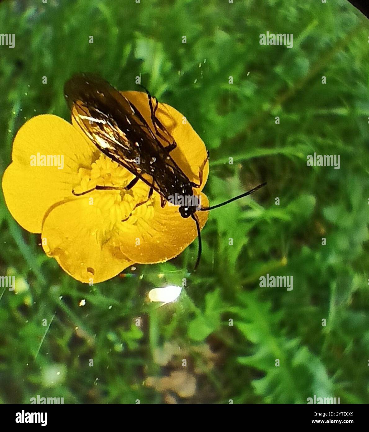 Stem Sawflies (Cephidae Stock Photo - Alamy