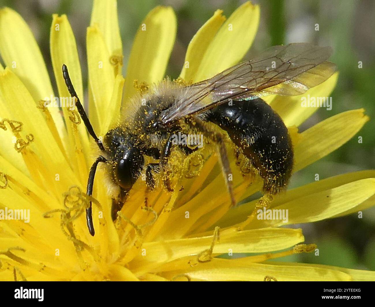 Mining Bees (Andrena Stock Photo - Alamy