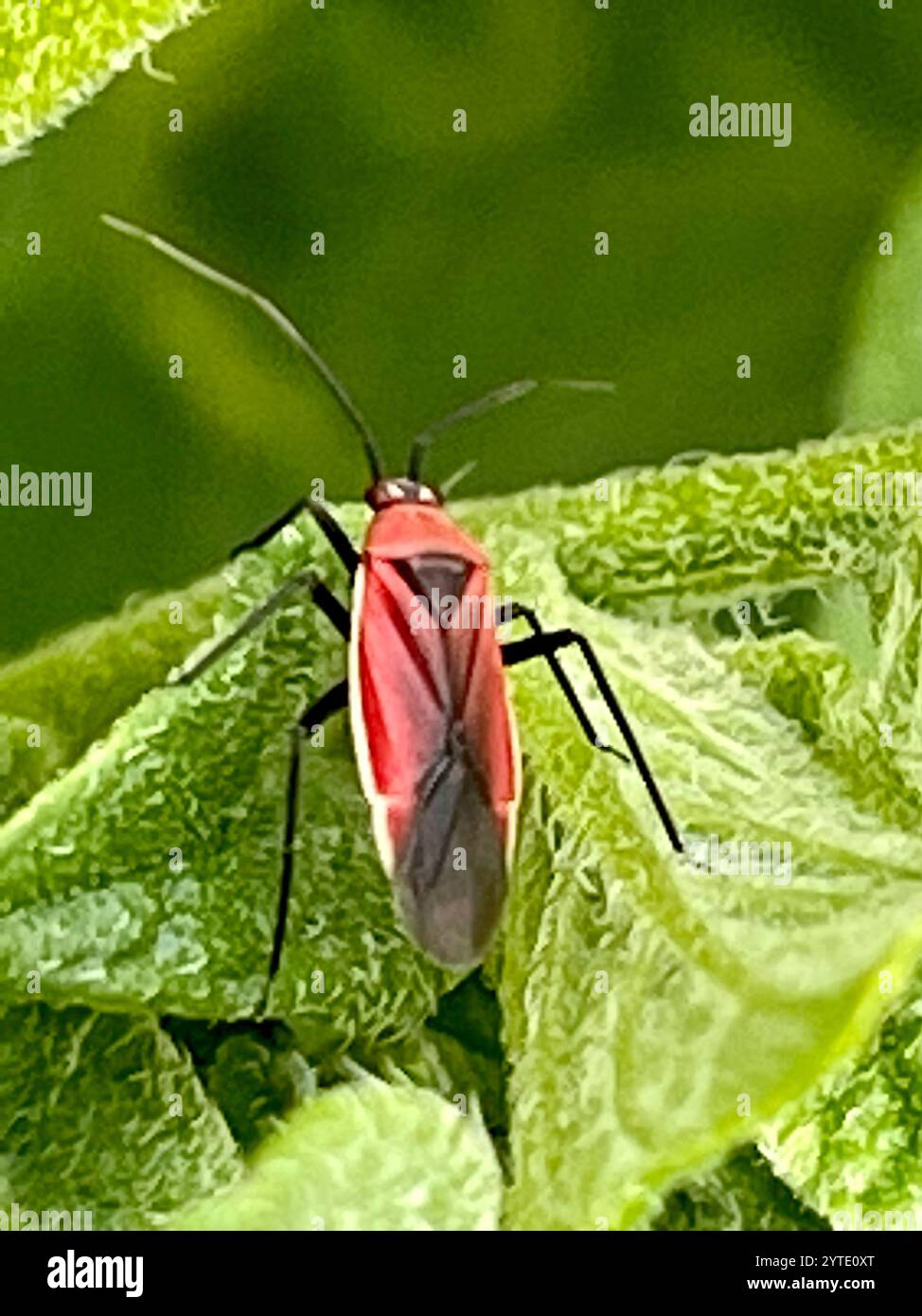 Scarlet Plant Bugs (Lopidea Stock Photo - Alamy