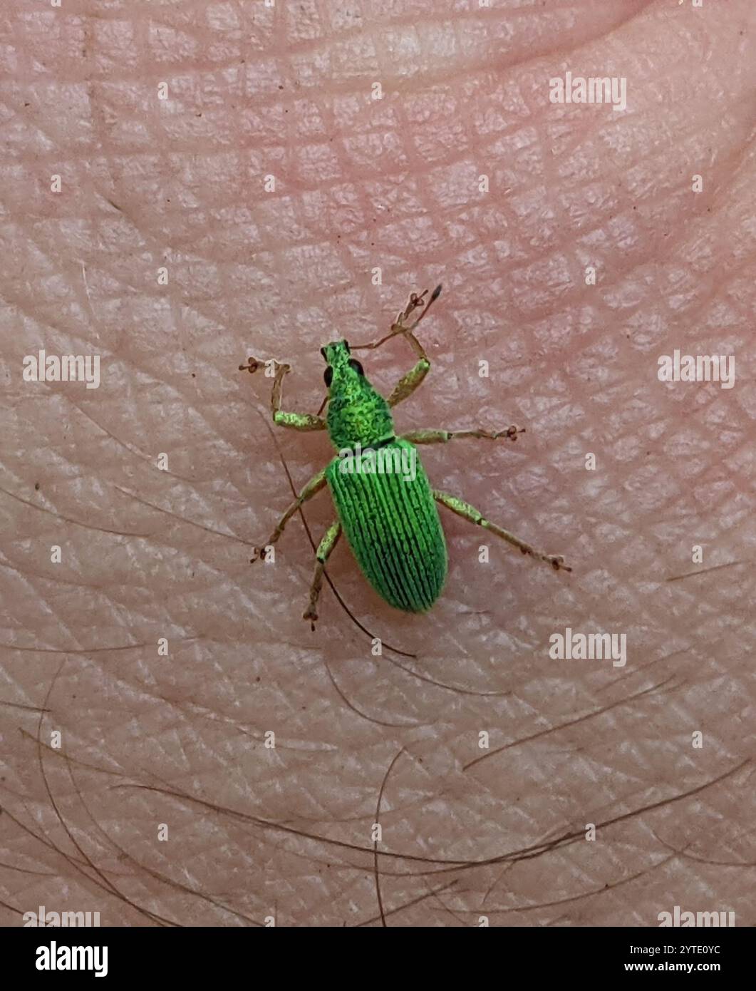 Green Immigrant Leaf Weevil (Polydrusus formosus Stock Photo - Alamy
