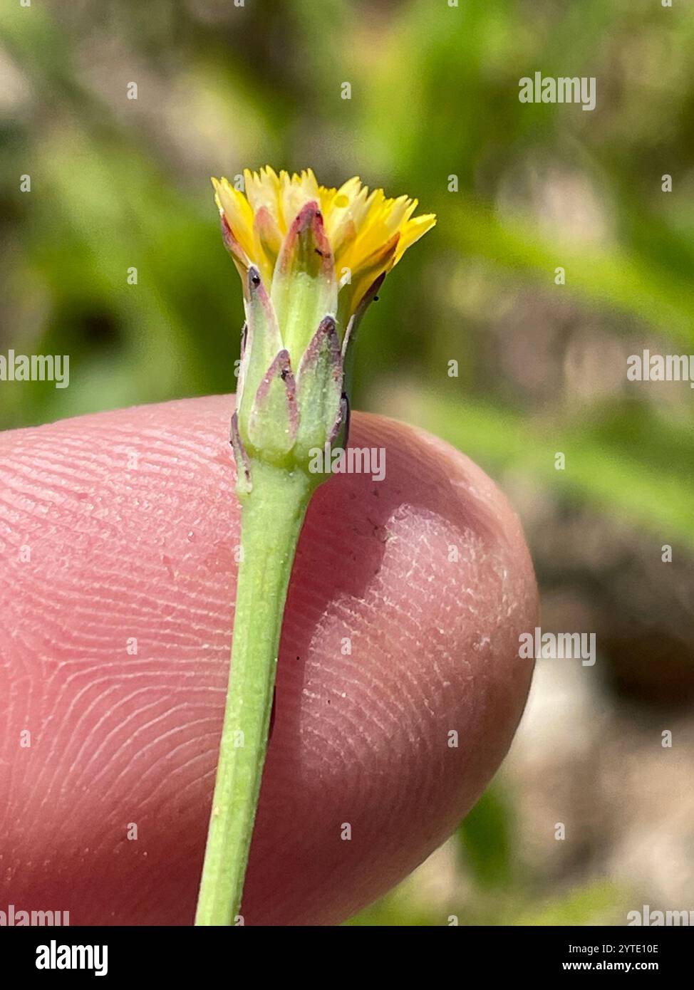 Smooth Cat's Ear (Hypochaeris glabra Stock Photo - Alamy