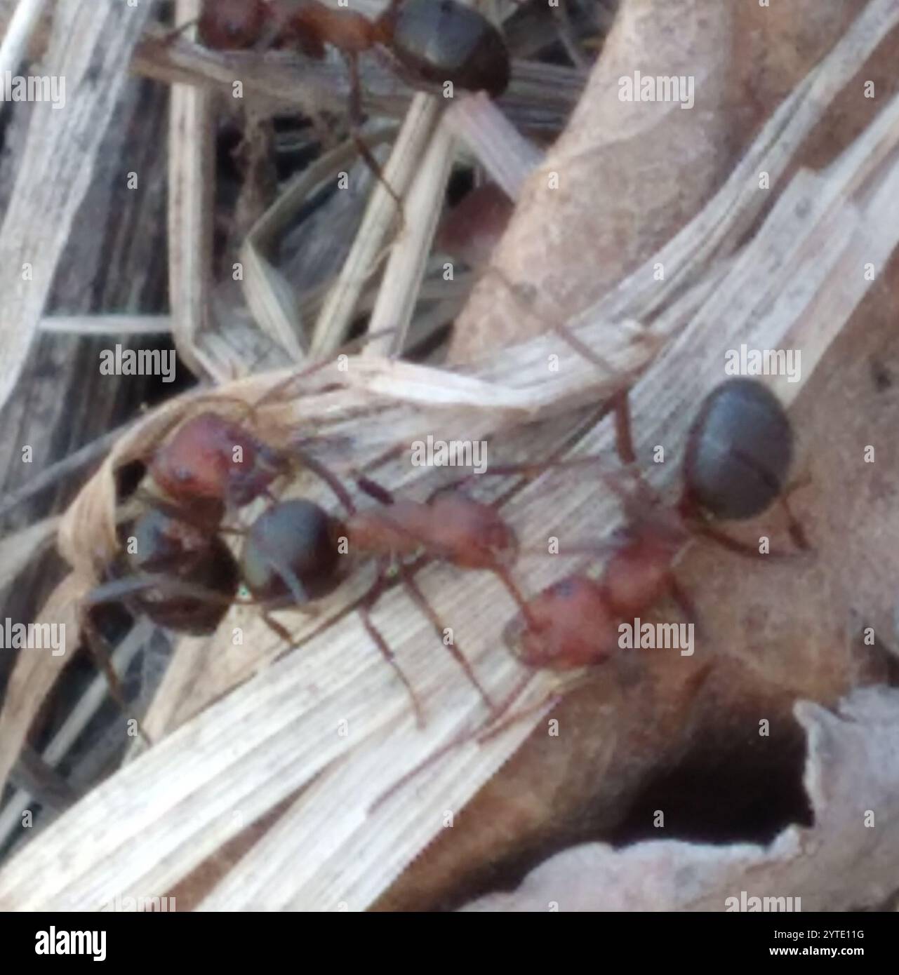 integra-group Field and Mound Ants (Formica integra Stock Photo - Alamy