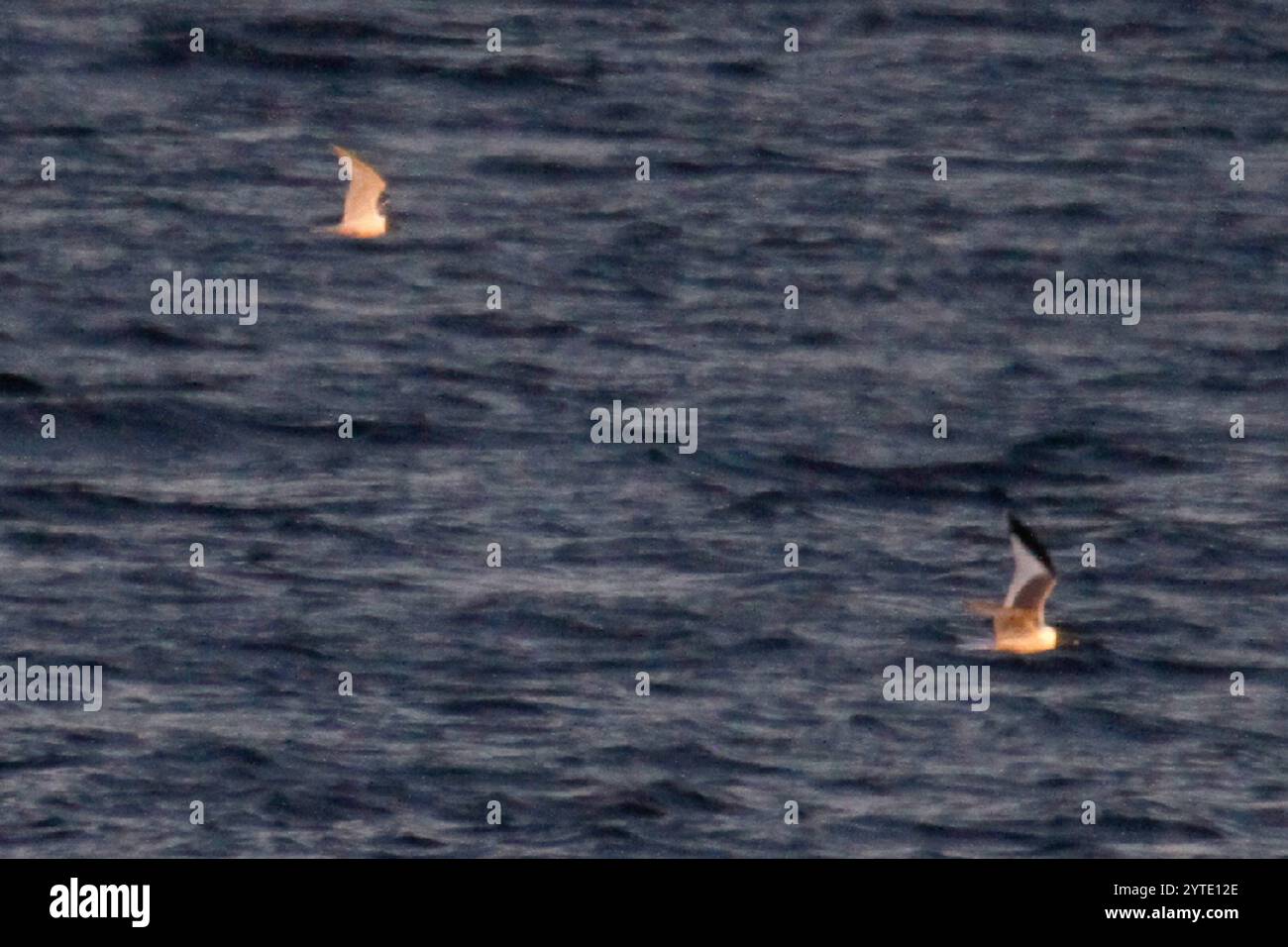Sabine's Gull (Xema sabini Stock Photo - Alamy
