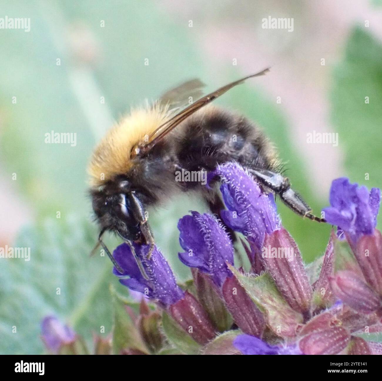 Common Carder Bumble Bee (Bombus pascuorum Stock Photo - Alamy