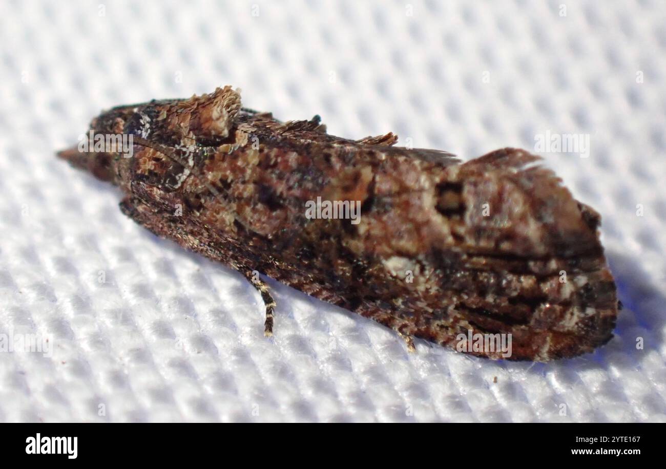 False Codling Moth (Thaumatotibia leucotreta Stock Photo - Alamy