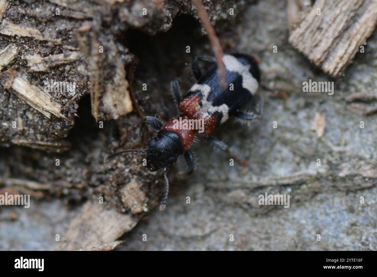 European Red-bellied Clerid (Thanasimus formicarius Stock Photo - Alamy