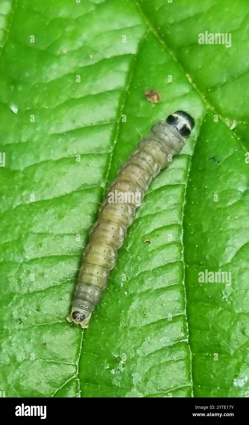 Green Budworm Moth (Hedya nubiferana Stock Photo - Alamy