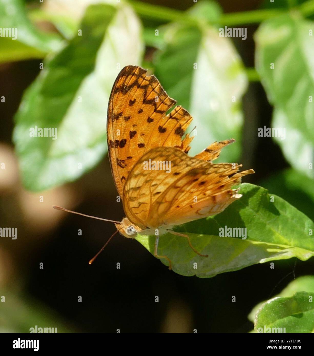 African Leopard (Phalanta phalantha aethiopica Stock Photo - Alamy