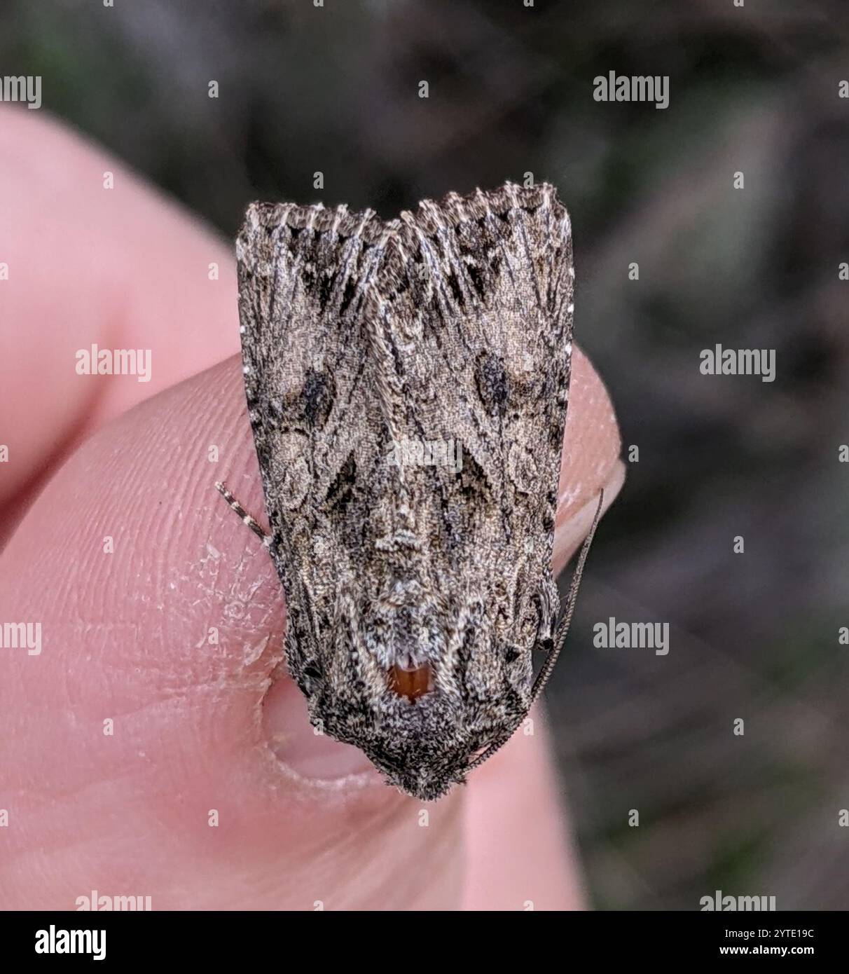 Cutworms and Dart Moths (Noctuinae Stock Photo - Alamy