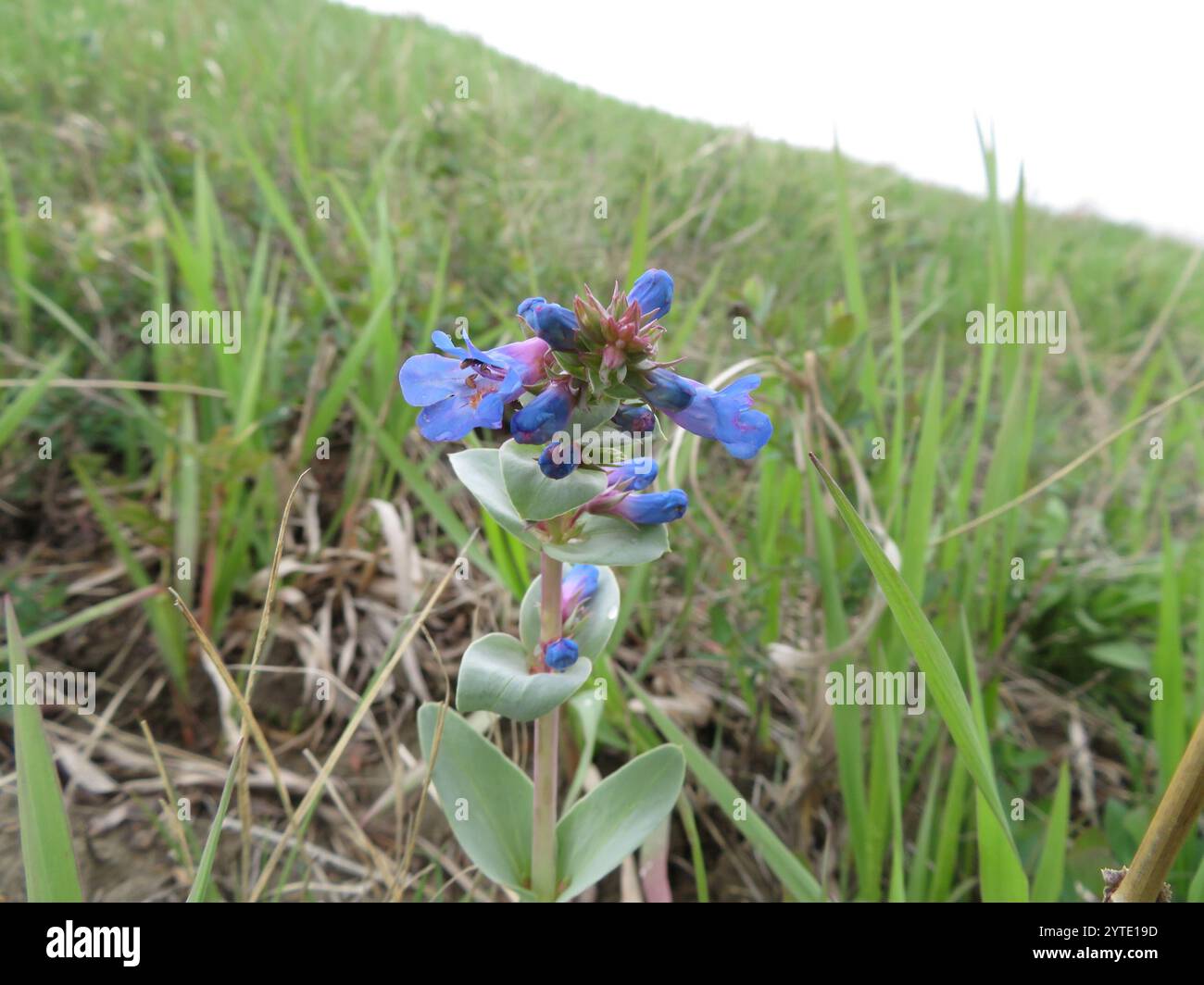 Wax-leaf Beardtongue (Penstemon nitidus Stock Photo - Alamy