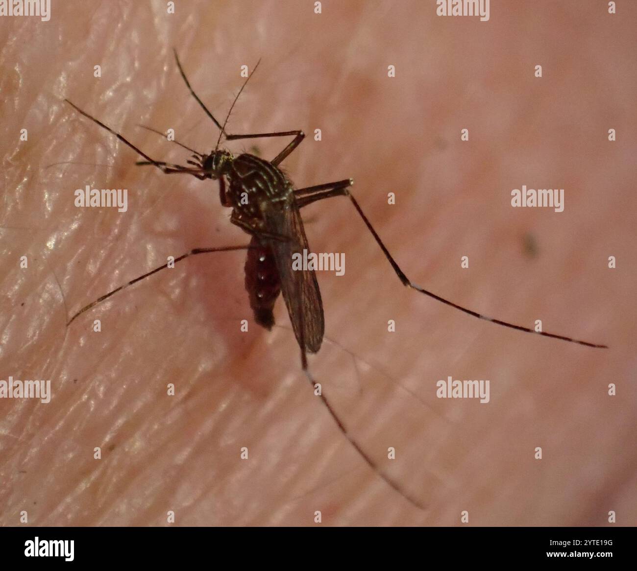 Striped Mosquito (Aedes notoscriptus Stock Photo - Alamy