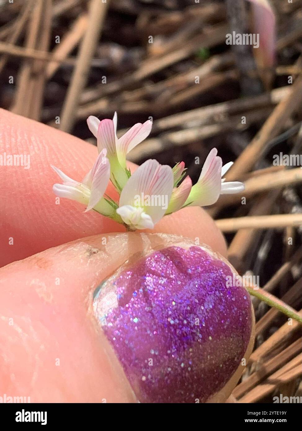 Brewer's Clover (Trifolium breweri Stock Photo - Alamy