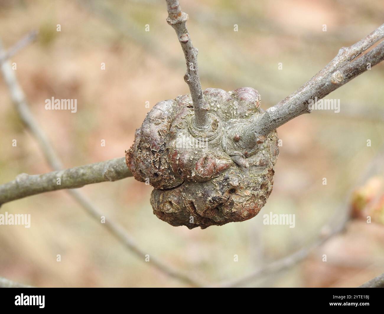 Horned Oak Gall Wasp (Callirhytis quercuscornigera Stock Photo - Alamy